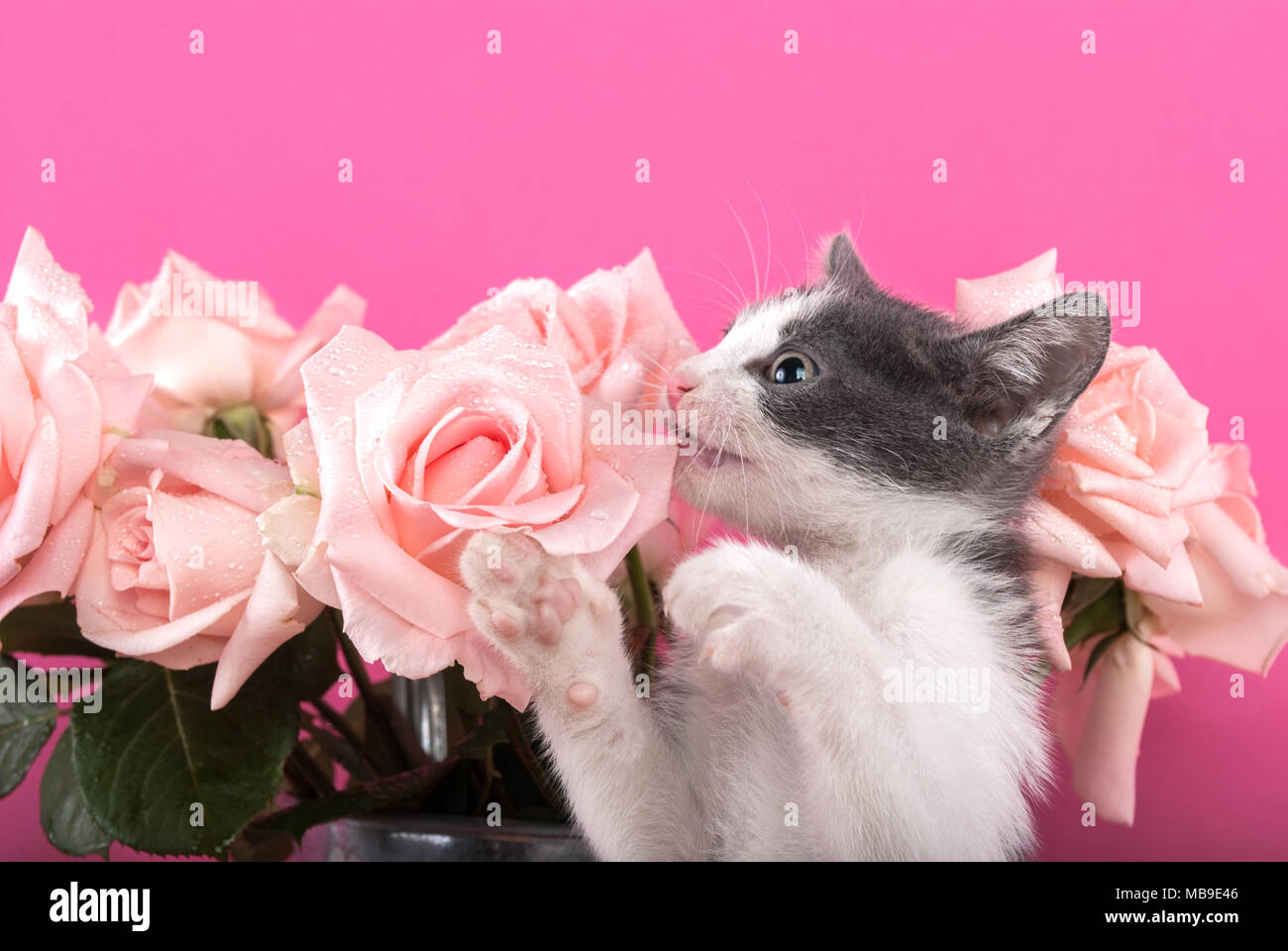 Cat pink rose flower hi-res stock photography and images - Alamy