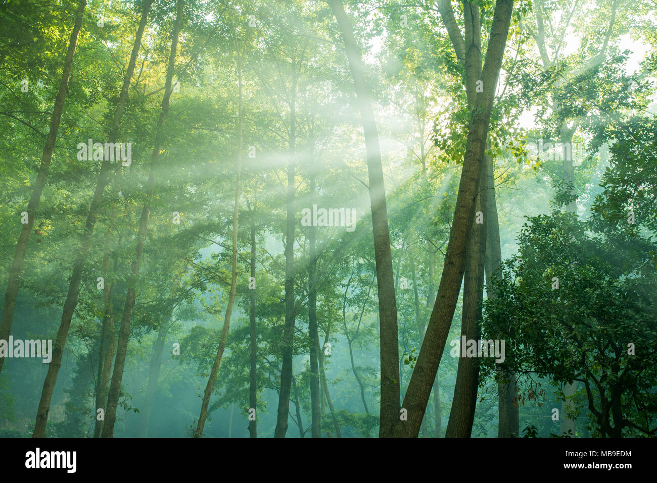 forest trees. nature green wood with sunlight Stock Photo - Alamy