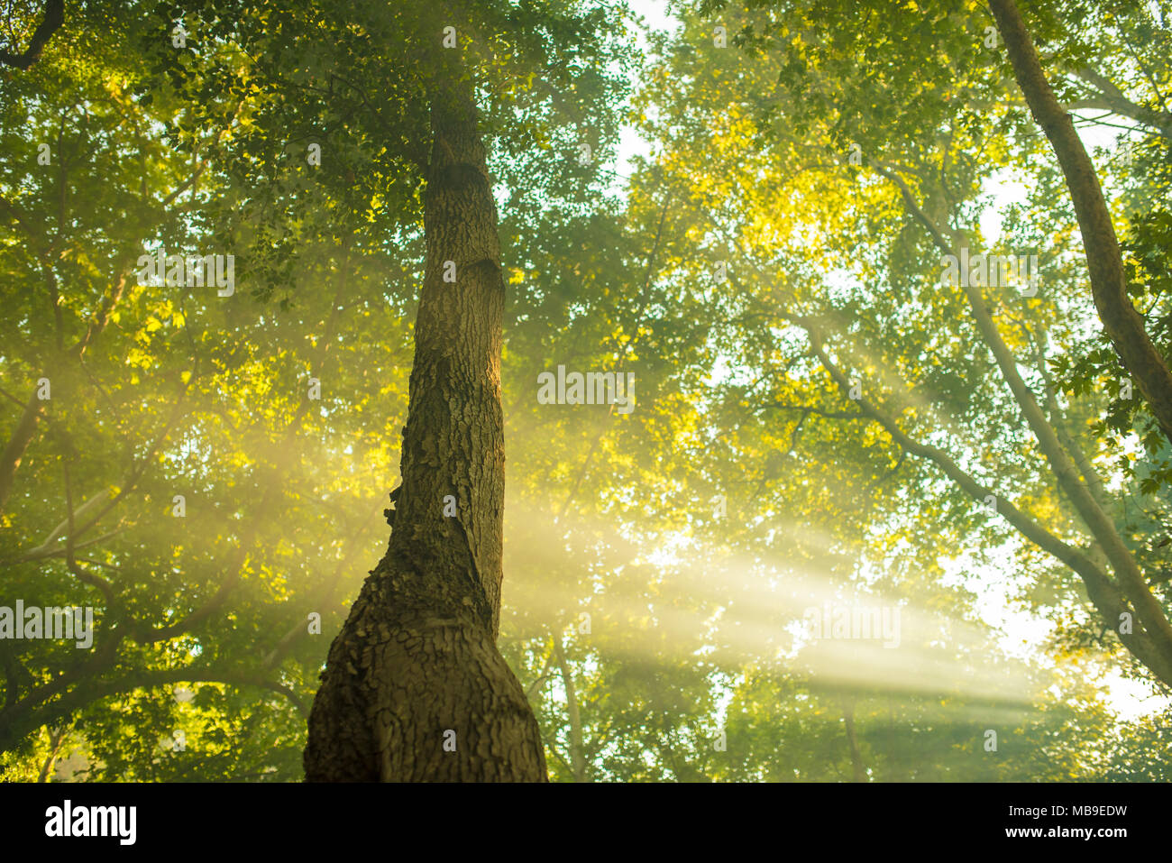 forest trees. nature green wood with sunlight Stock Photo - Alamy