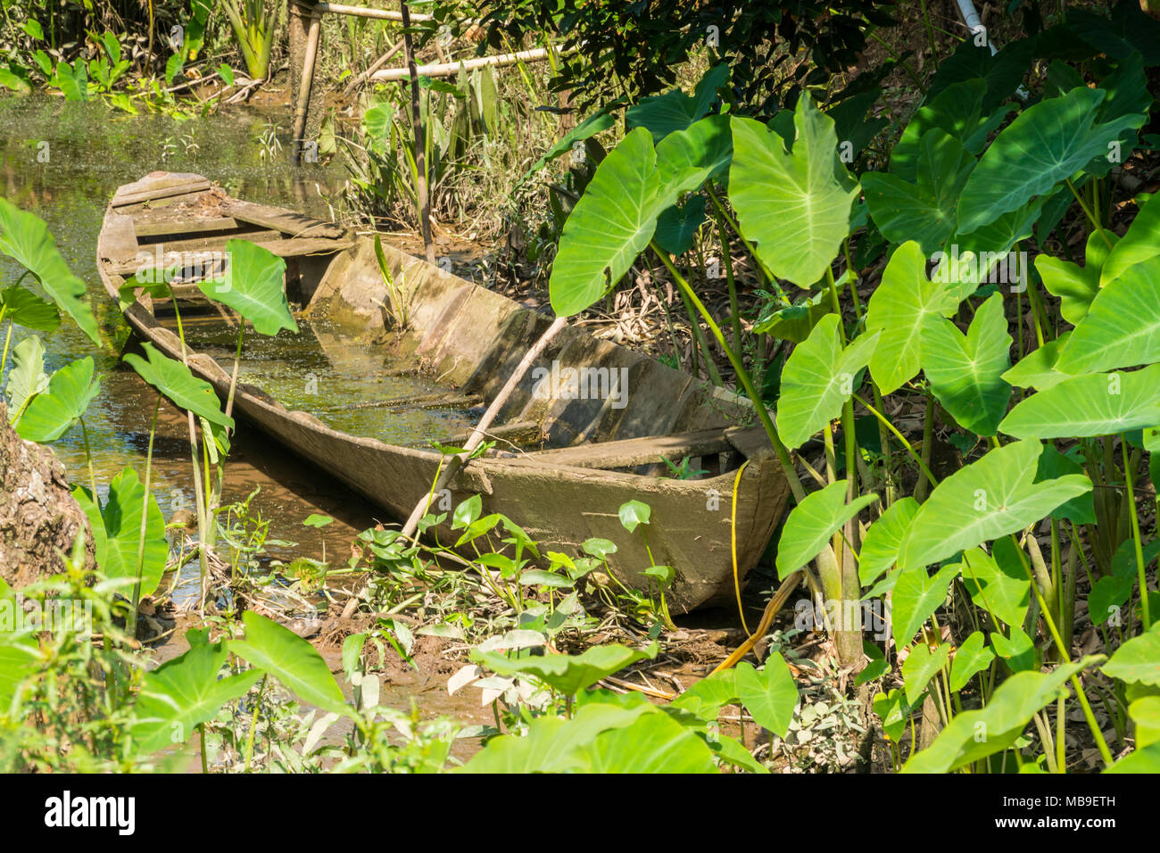 the boat at the channel in the Mekong Delta. mangroves grow along the ...