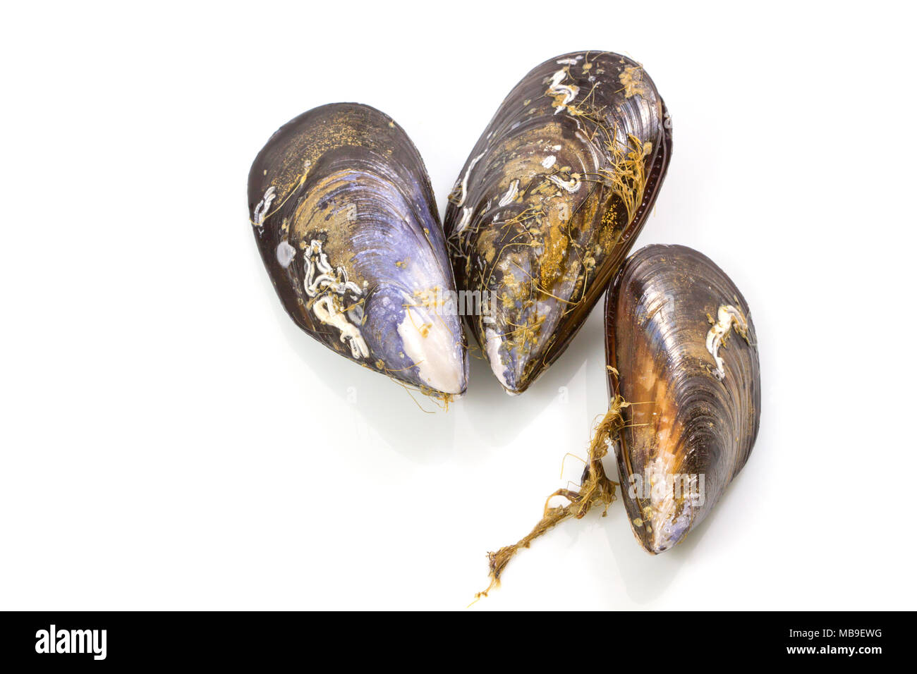 Fresh mussel on white background, Isolated mussels Stock Photo - Alamy