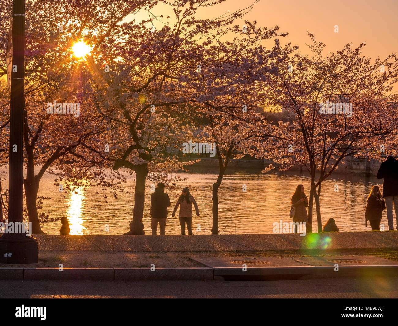 Cherry blossom sunset hi-res stock photography and images - Alamy