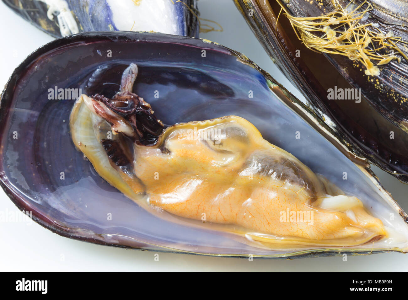 Boiled fresh mussels, fresh seafood isolated on a white background ...