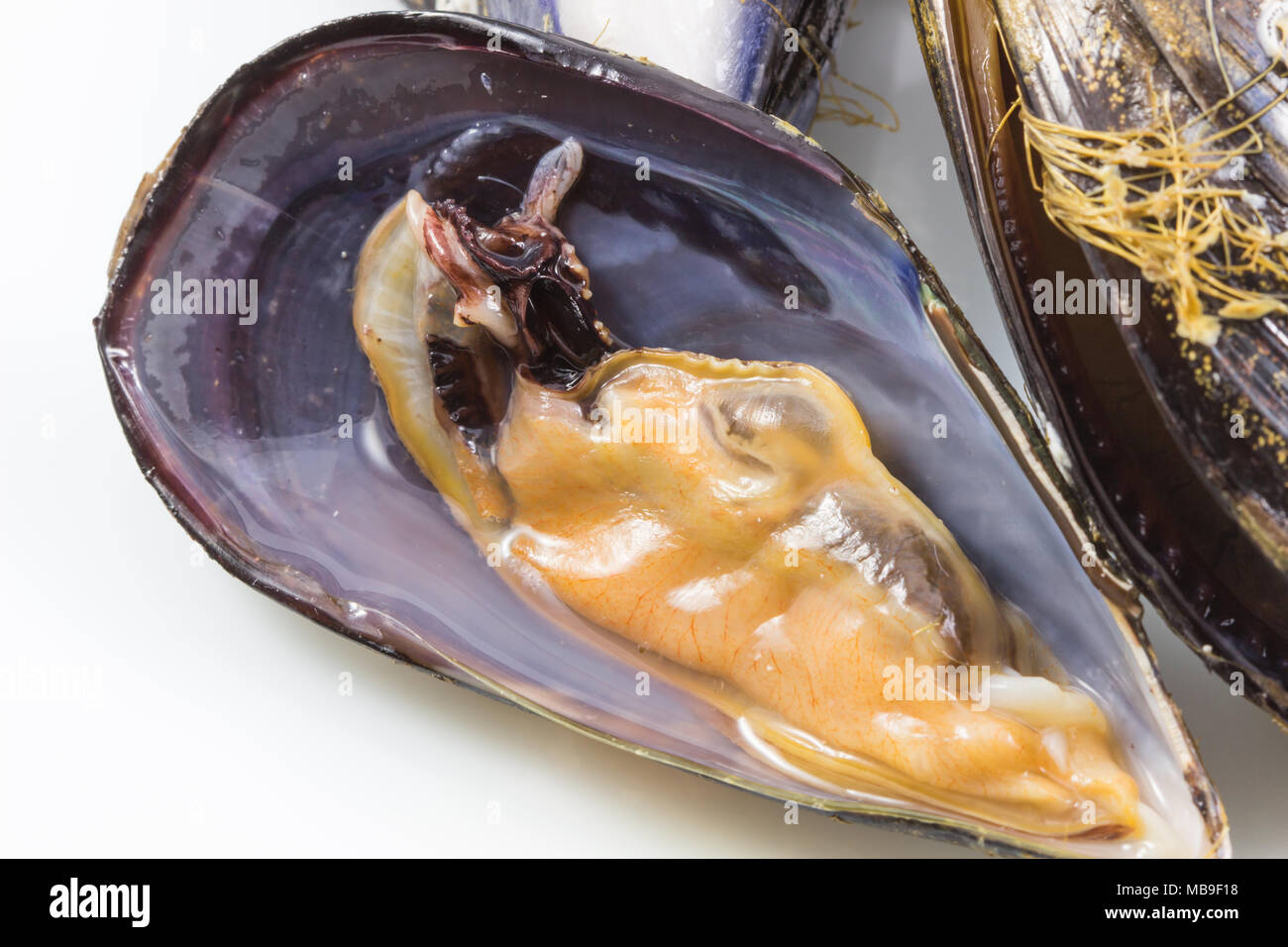 Boiled fresh mussels, fresh seafood isolated on a white background ...