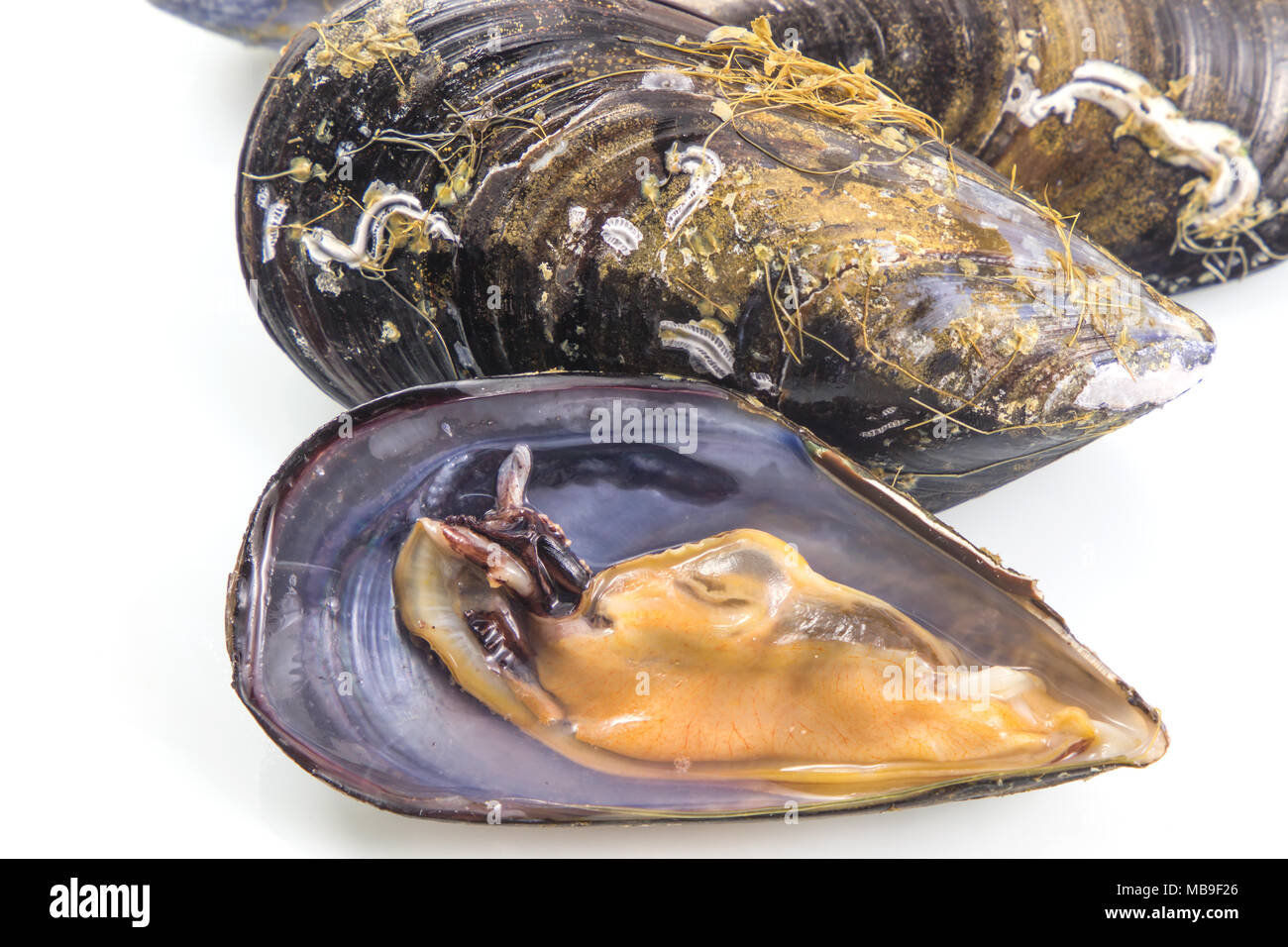 Fresh mussel, boiled mussels, seafood isolated on white background with ...