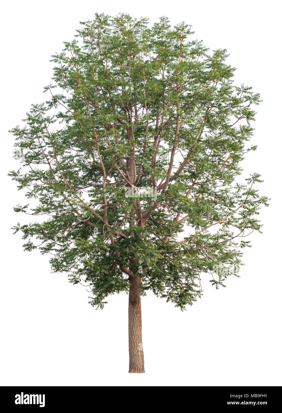 isolated tree on white background, hight quality of single tree for ...