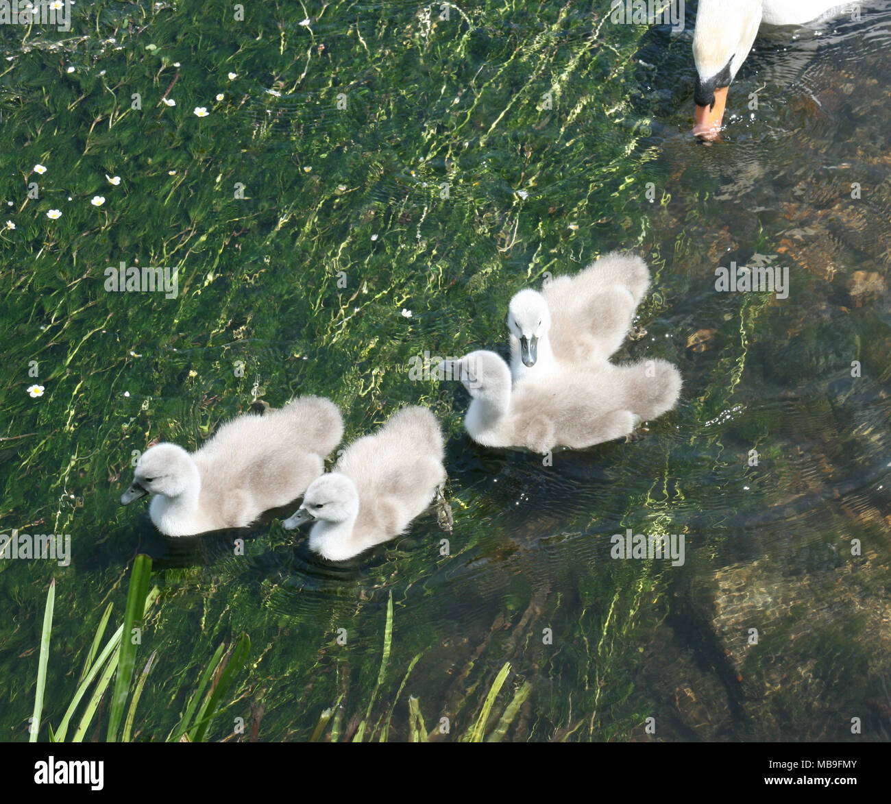 Swan and cygnets swimming Stock Photo - Alamy