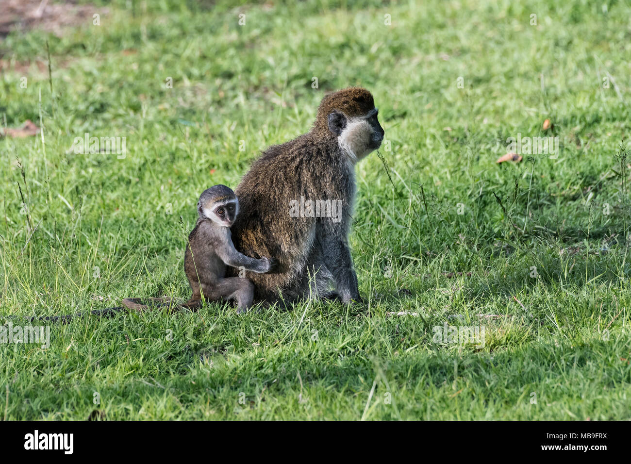 Grivet Monkeys (Chlorocebus aethiops), Awasa, Ethiopia Stock Photo - Alamy