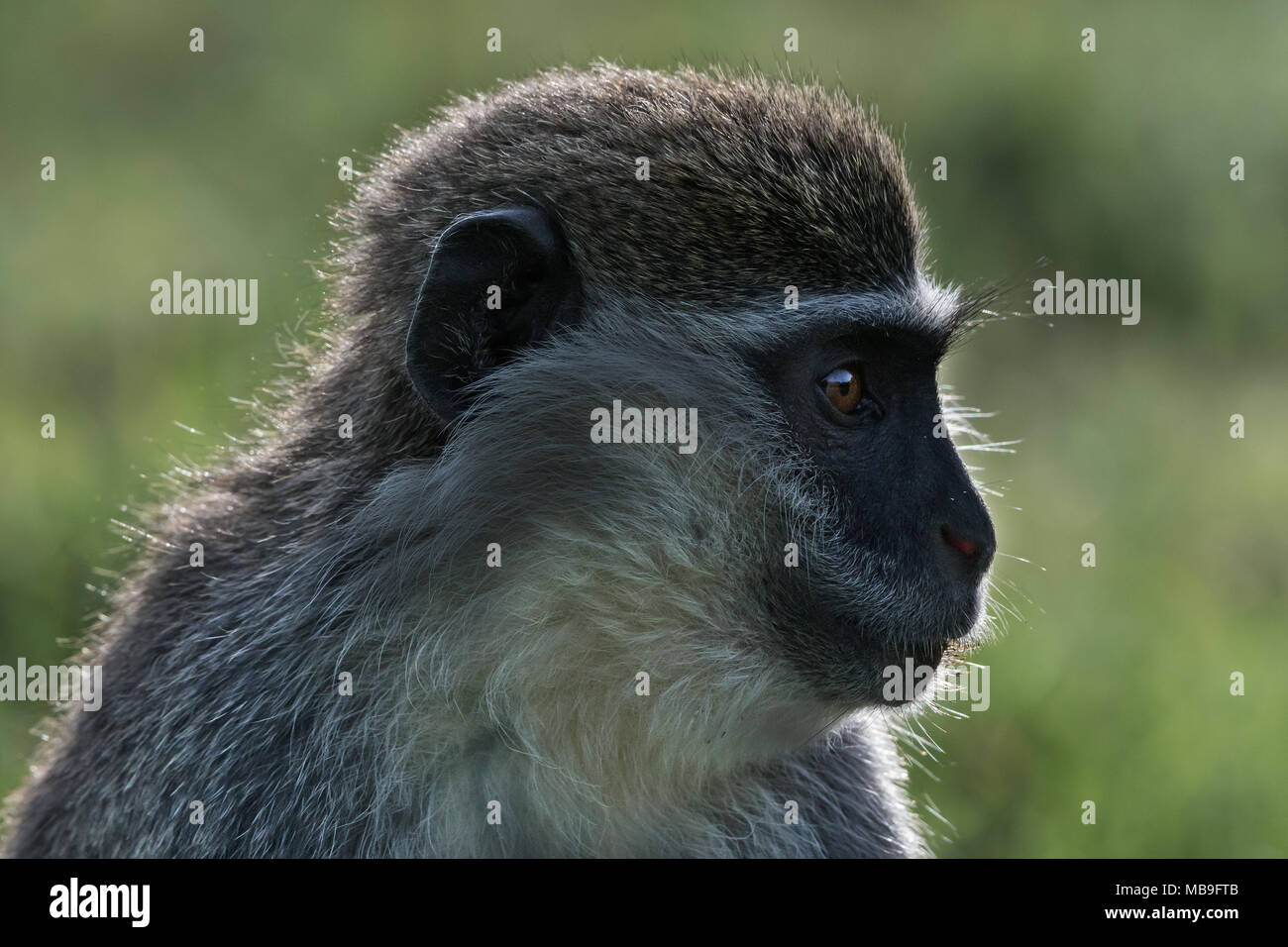 Grivet monkey hi-res stock photography and images - Alamy