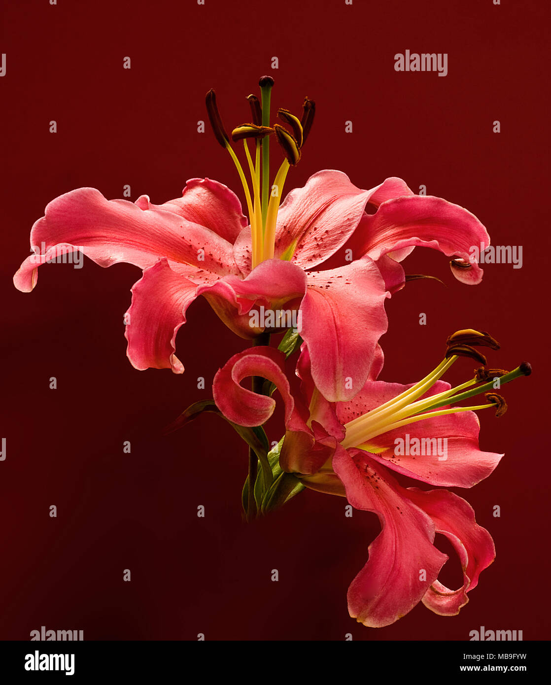 Two flowers of Lilliun "Stargazer" set against a complimentary red ...