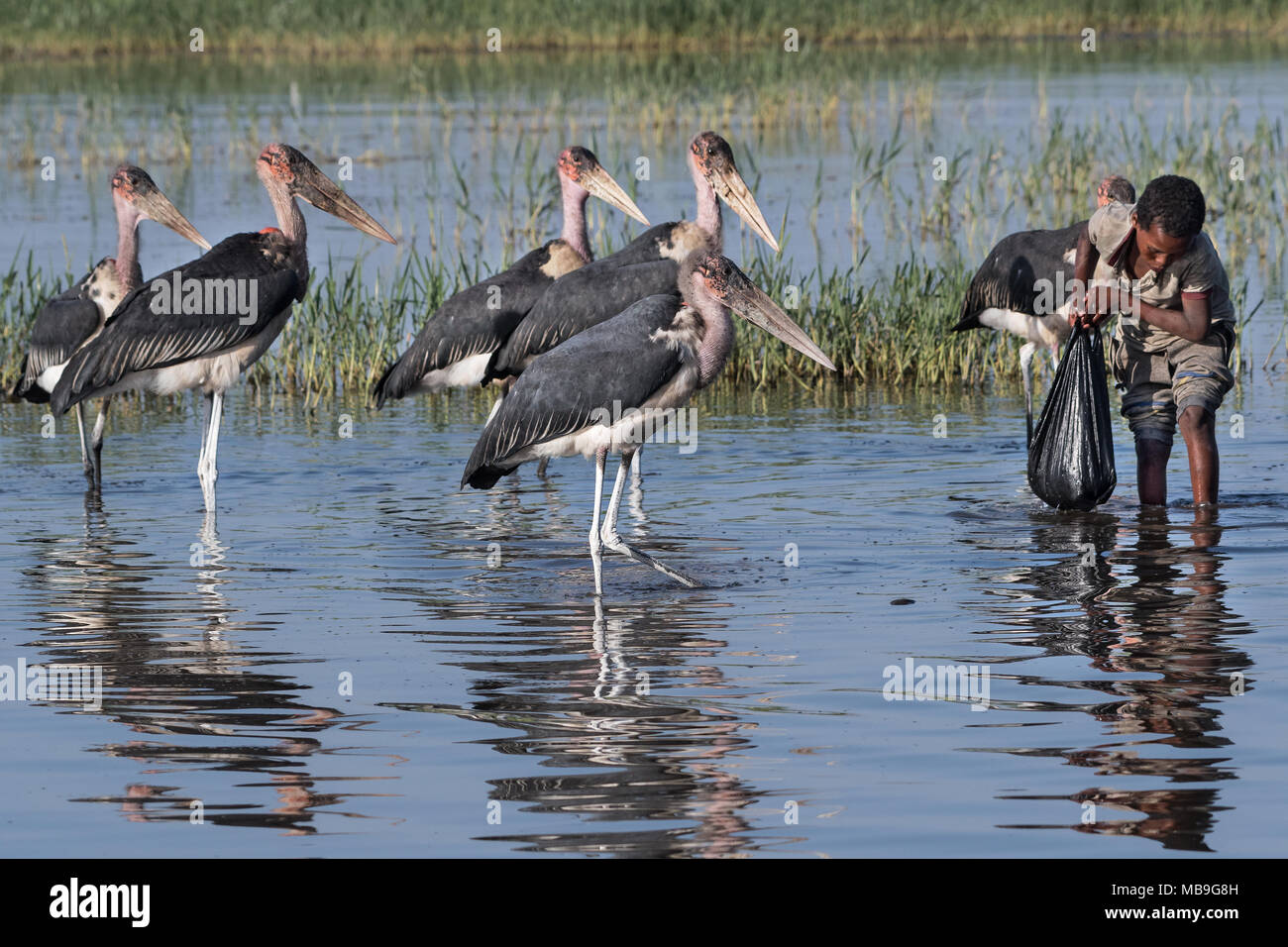 young fisher and Marabou Storks, lake Awasa, Ethiopia Stock Photo - Alamy