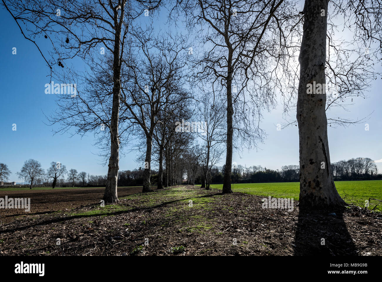 Under the trees Stock Photo - Alamy
