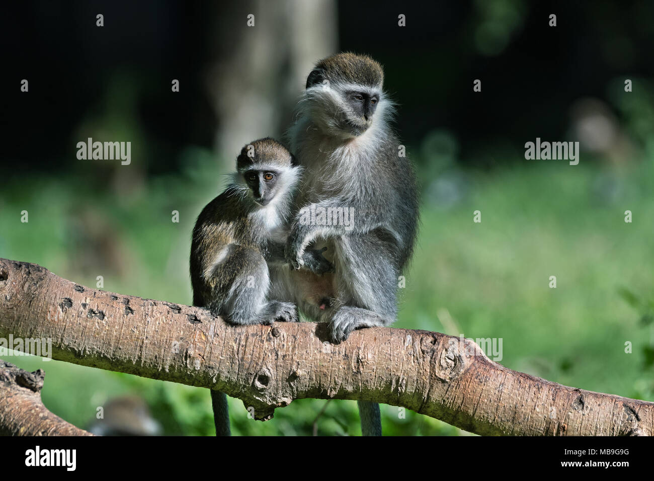 Grivet Monkey (Chlorocebus aethiops Stock Photo - Alamy