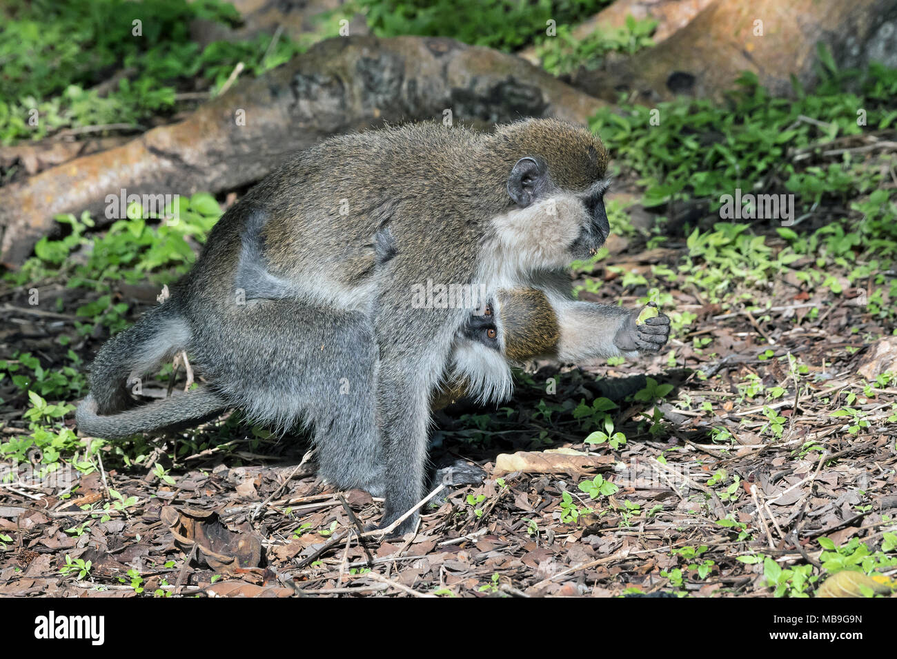 Grivet Monkey (Chlorocebus aethiops Stock Photo - Alamy