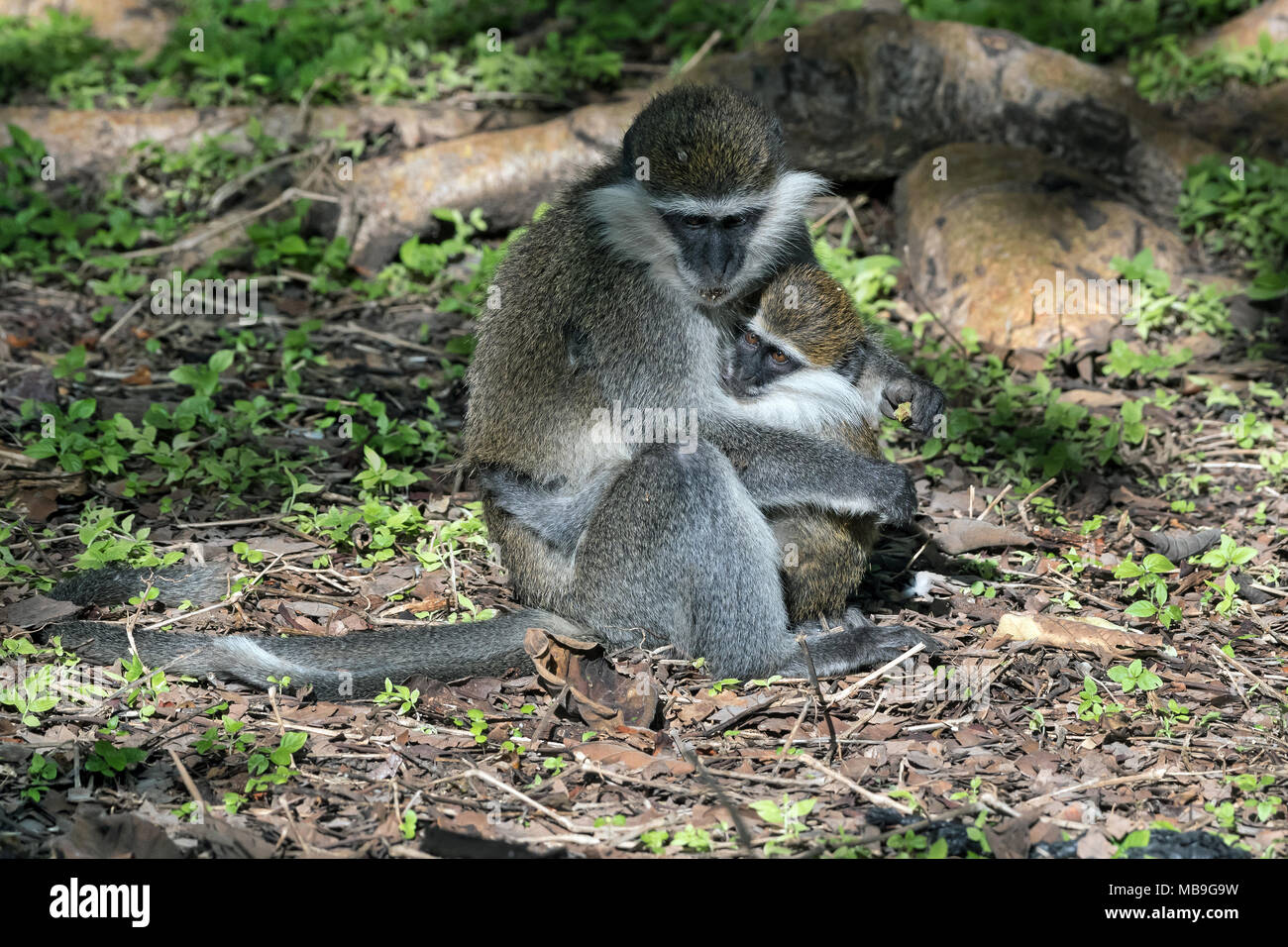 Grivet hi-res stock photography and images - Alamy