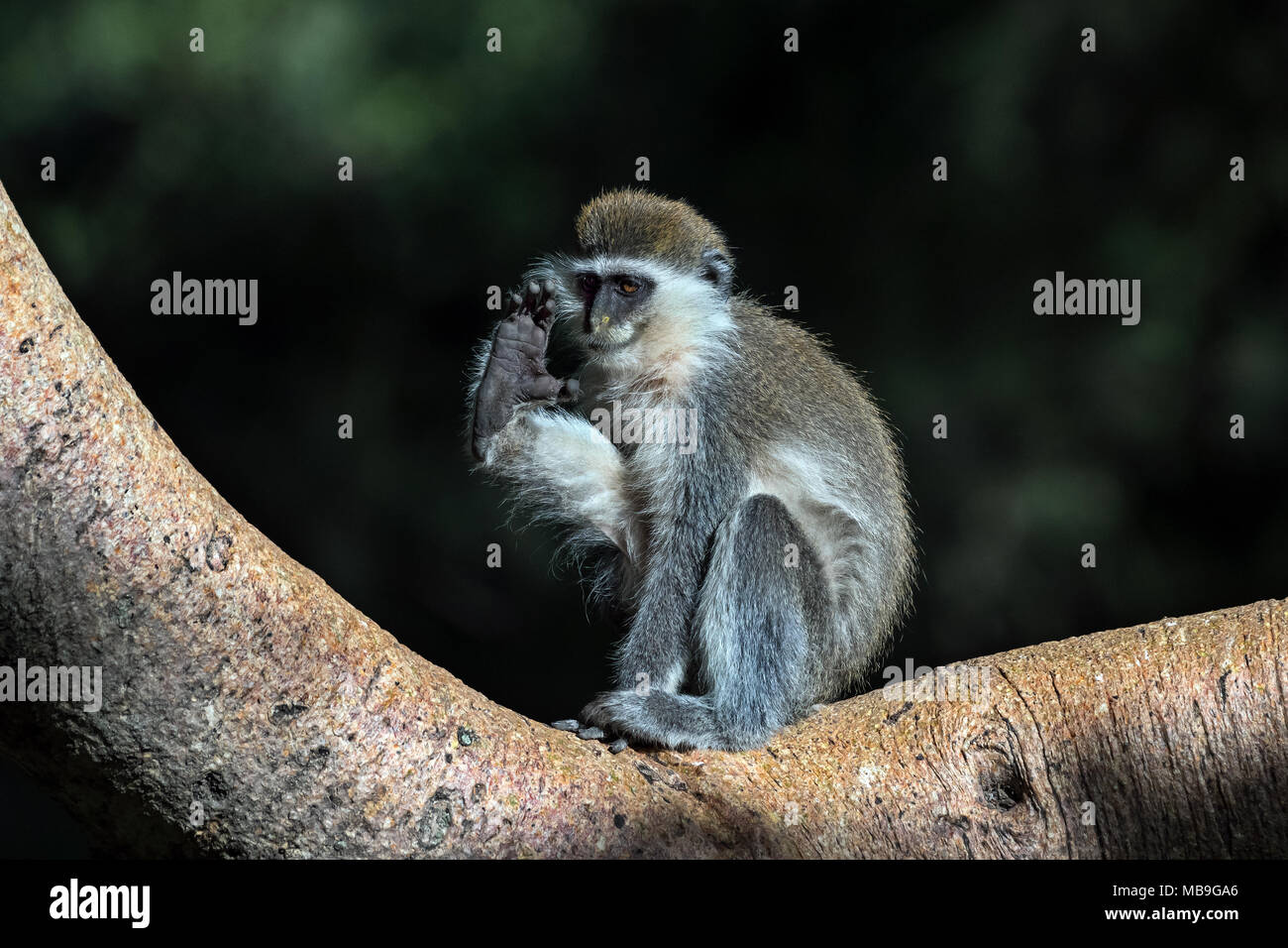 Grivet Monkey (Chlorocebus aethiops Stock Photo - Alamy
