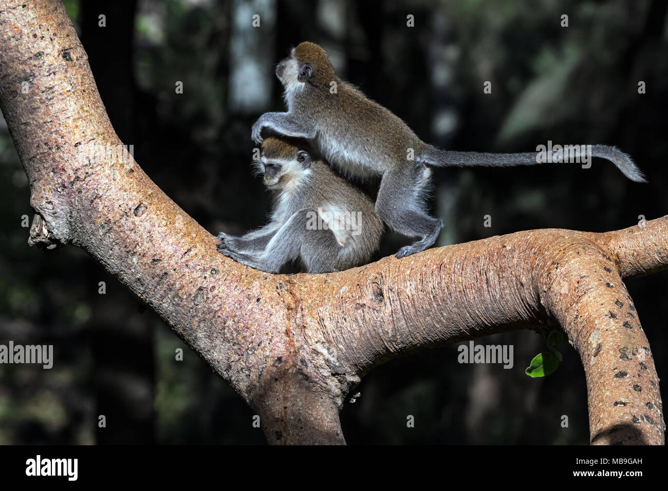 Grivet Monkey (Chlorocebus aethiops Stock Photo - Alamy