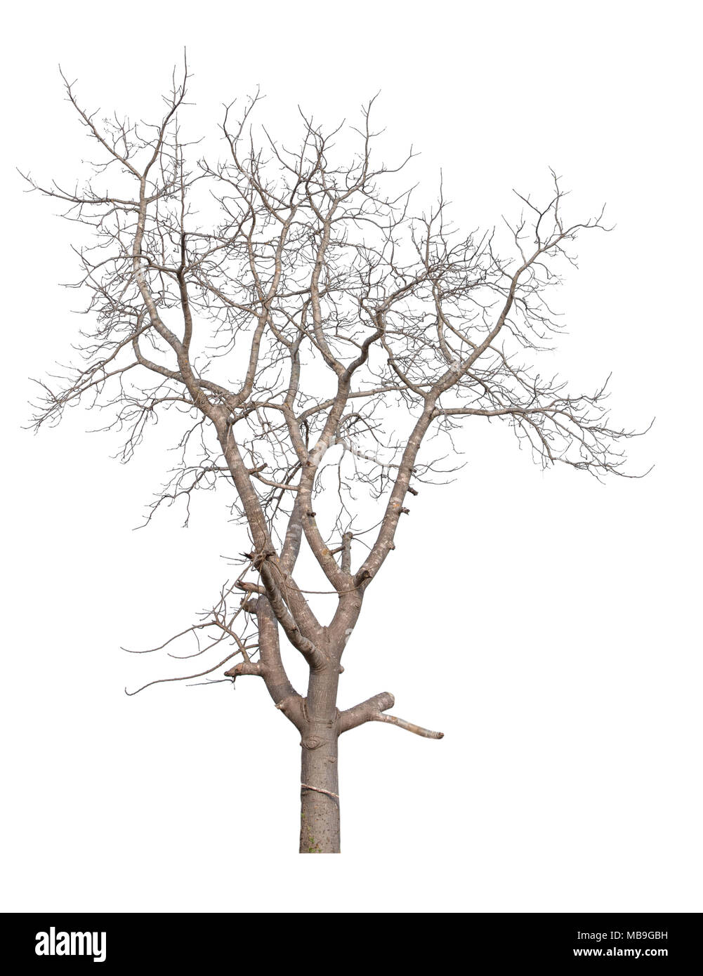isolated tree without leaf on white background Stock Photo - Alamy