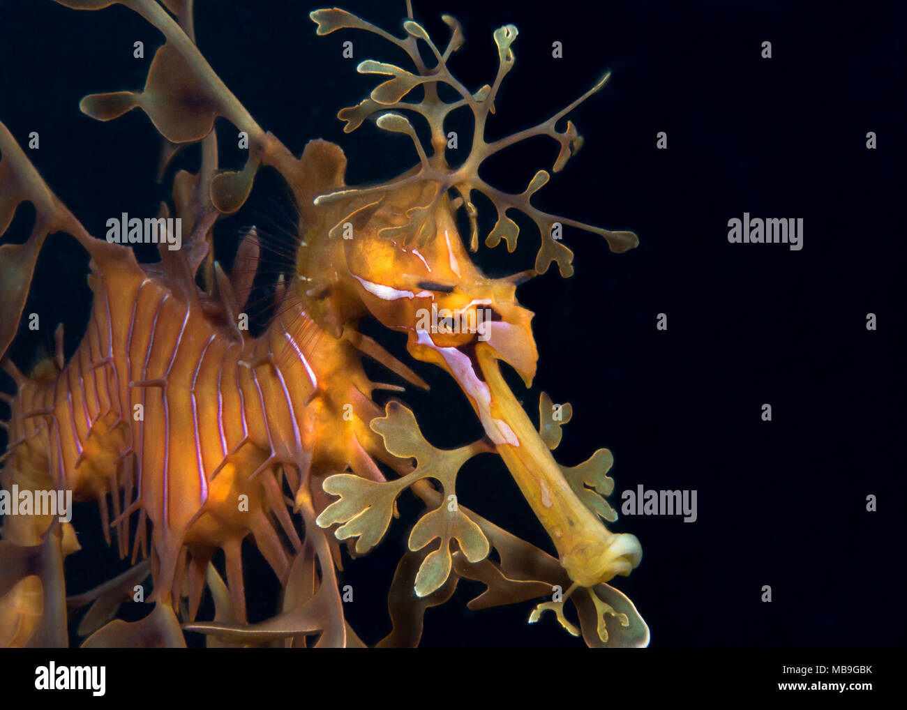 Leafy sea dragon a beautiful and elegant creature you can only found ...