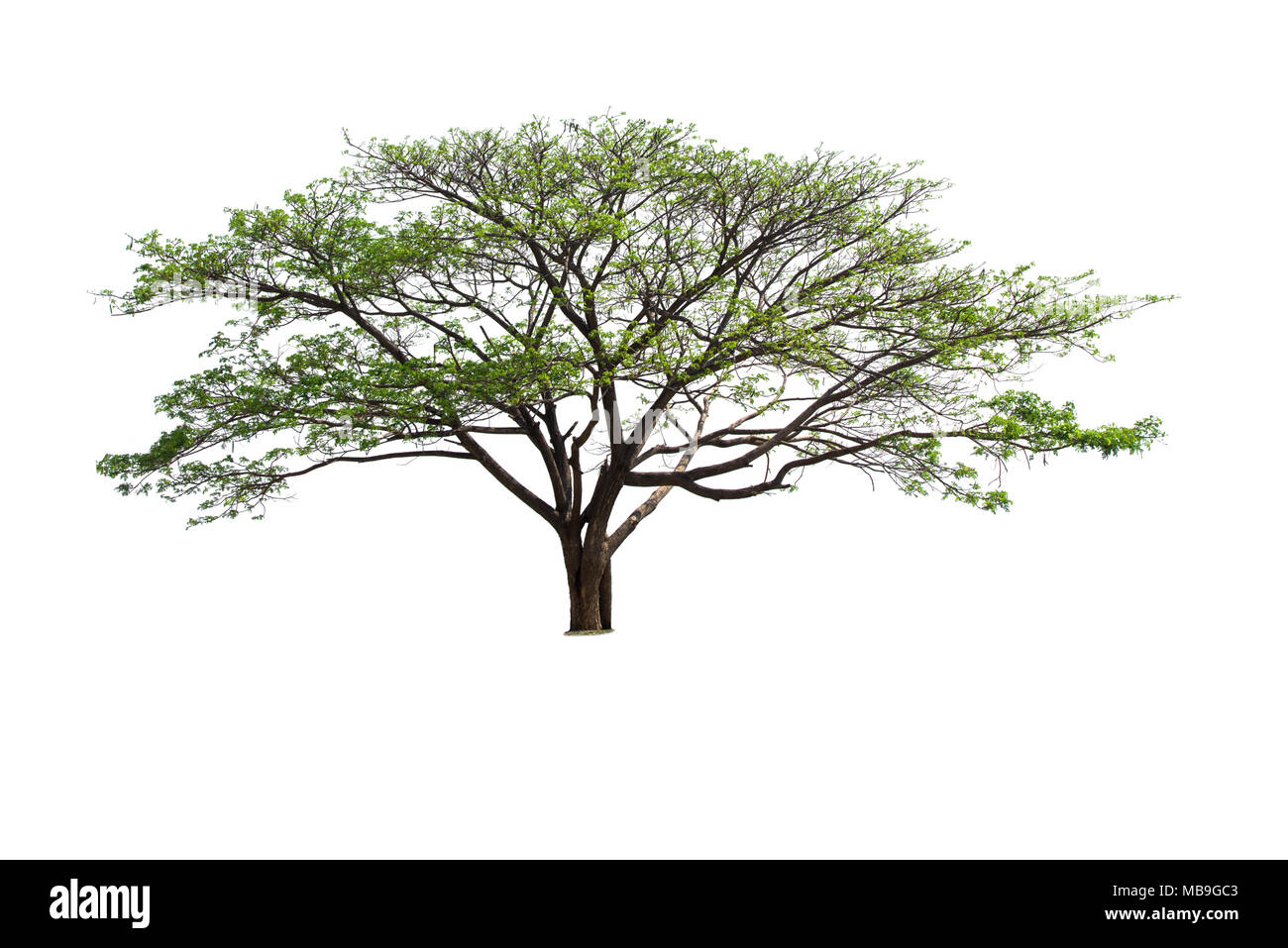 isolated tree on white background, hight quality of single tree for ...