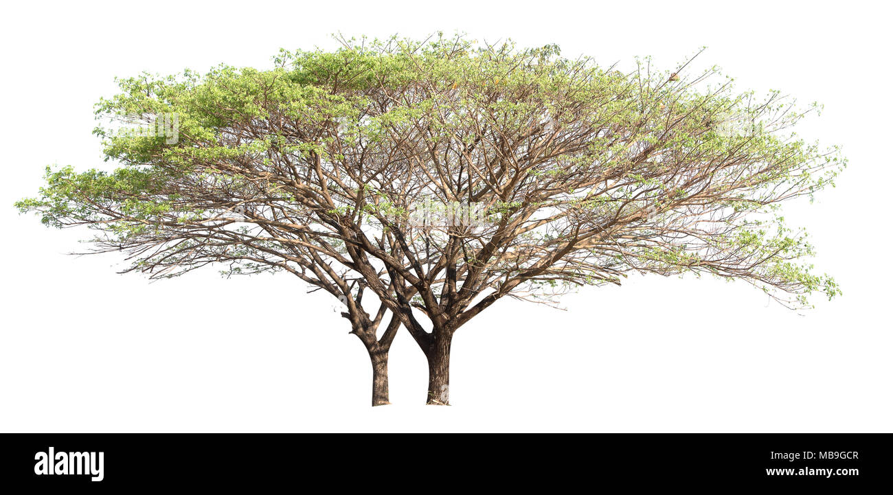 isolated tree on white background, hight quality of single tree for ...