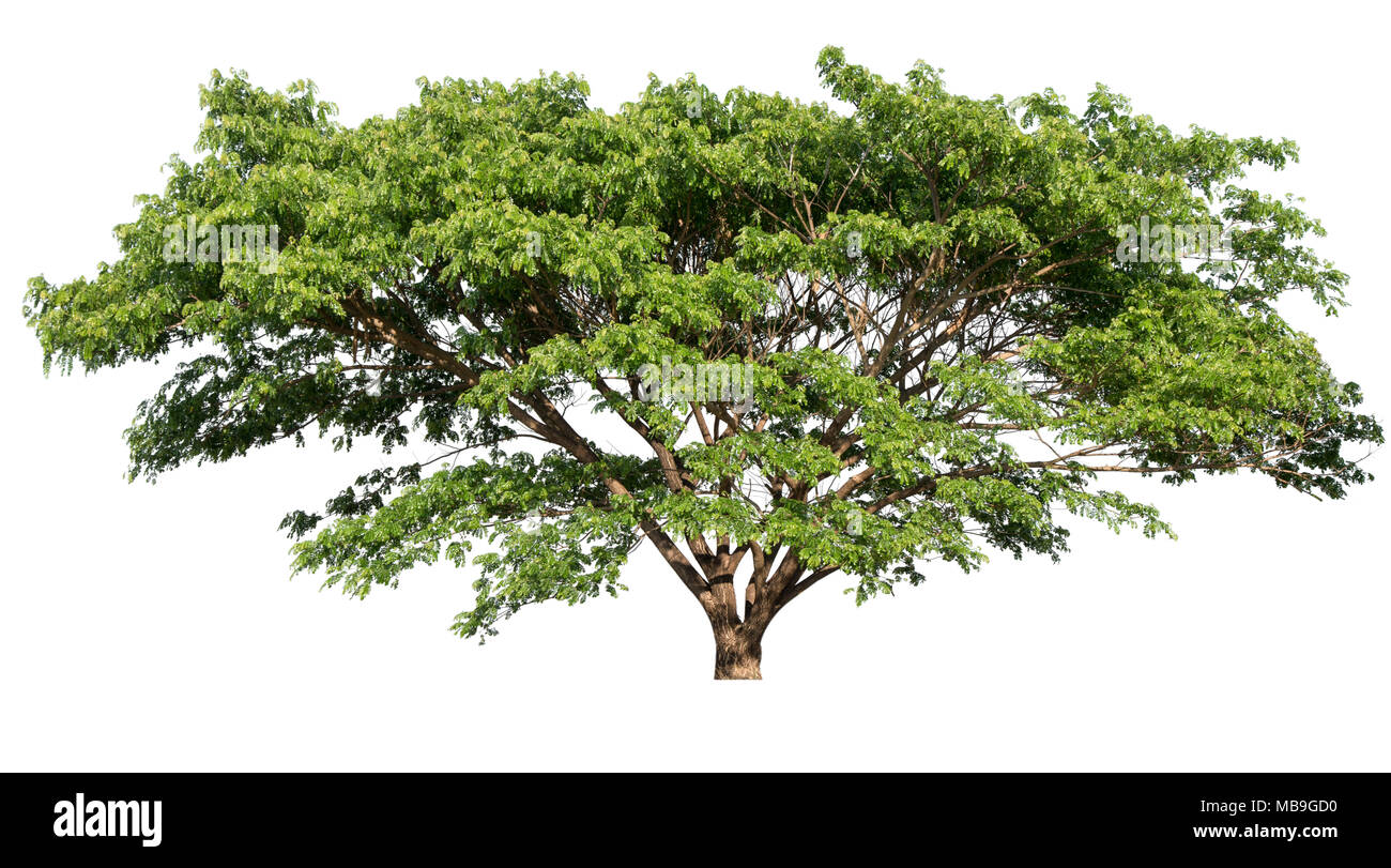 isolated tree on white background, hight quality of single tree for ...