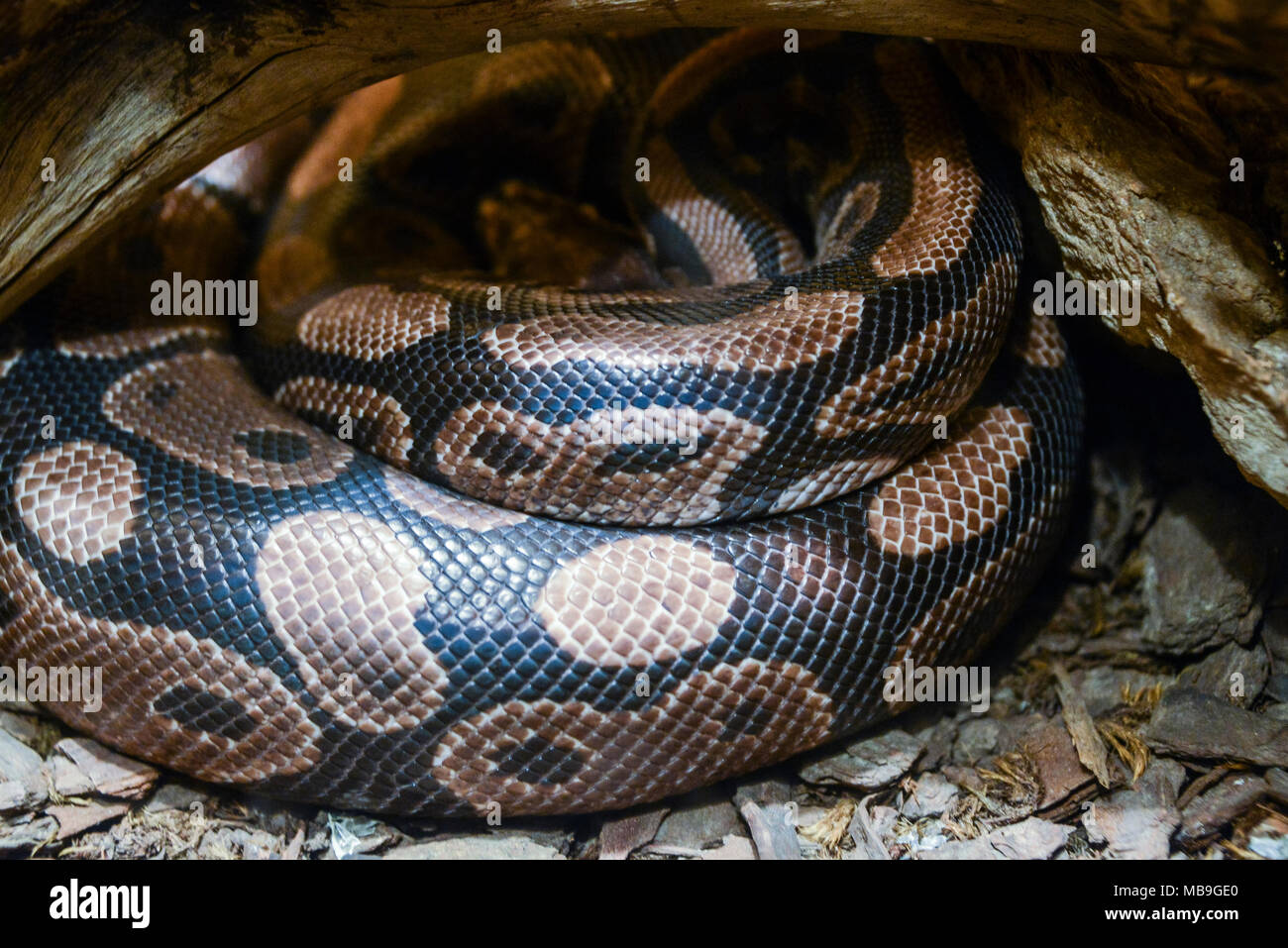 A royal python (Python regius) at Cango Wildlife Ranch, South Africa ...