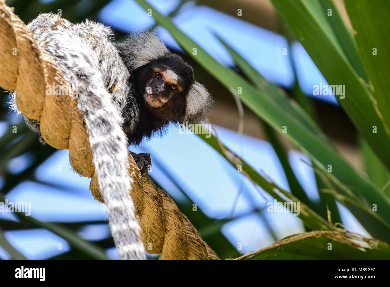 A common marmoset (Callithrix jacchus) at Cango Wildlife Ranch Stock ...