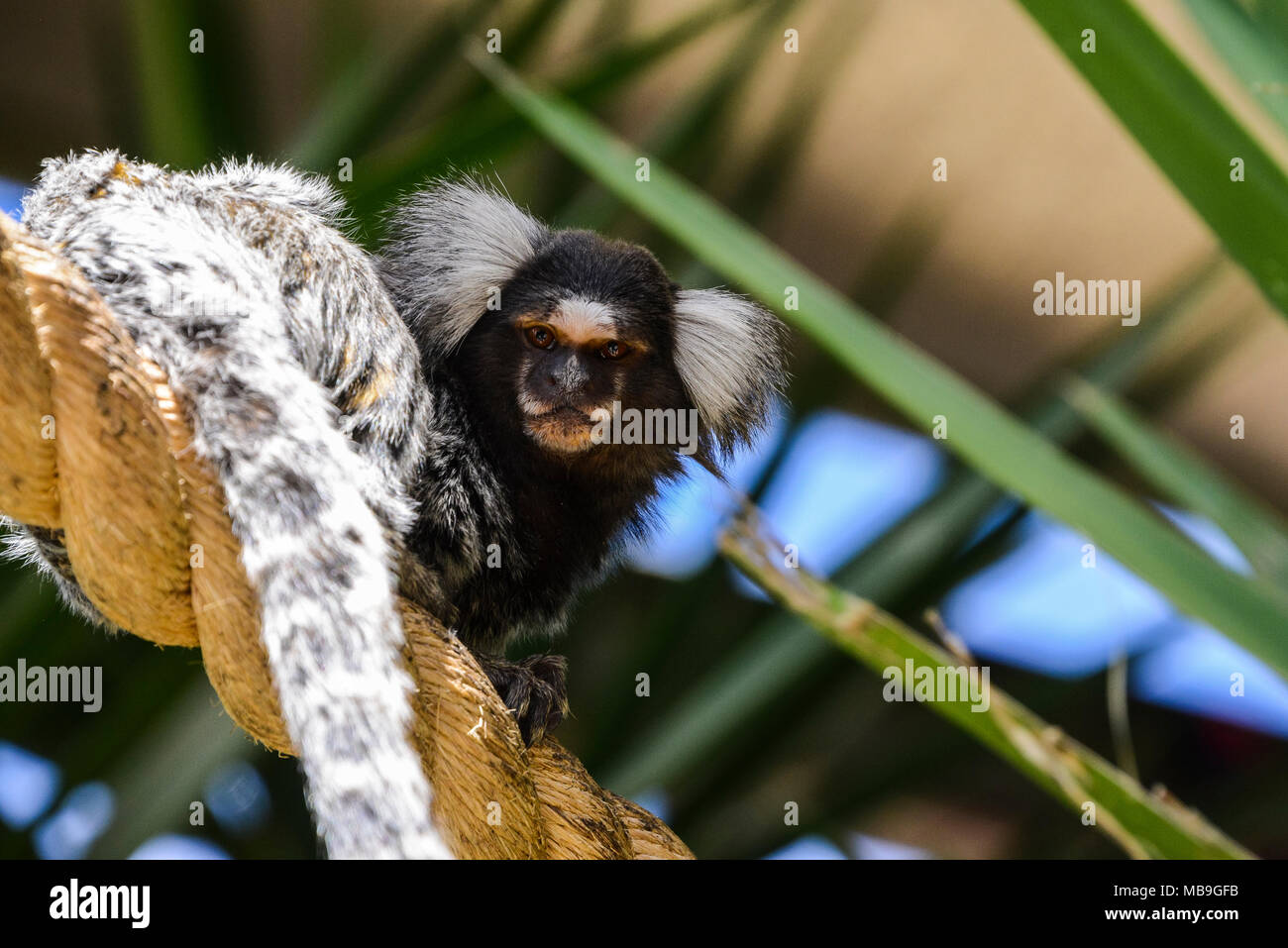 Common Marmoset Callithrix Jacchus South High Resolution Stock ...