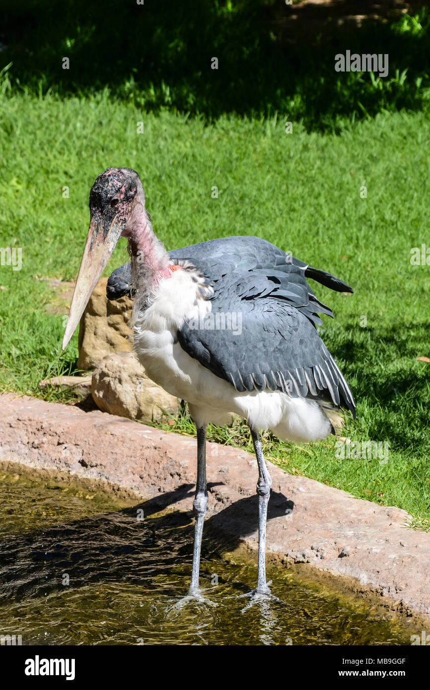 A marabou stork (Leptoptilos crumenifer) at Cango Wildlife Ranch, South ...