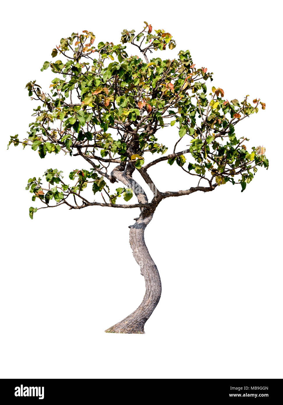 isolated tree on white background, hight quality of single tree for ...