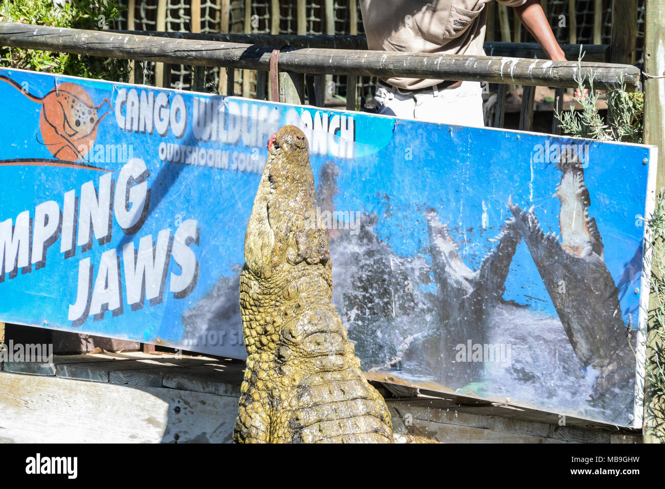 A Nile crocodile (Crocodylus niloticus) jumping out of the water while ...