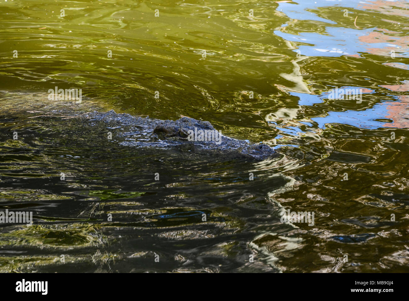 A Nile crocodile (Crocodylus niloticus) at Cango Wildlife Ranch, South ...