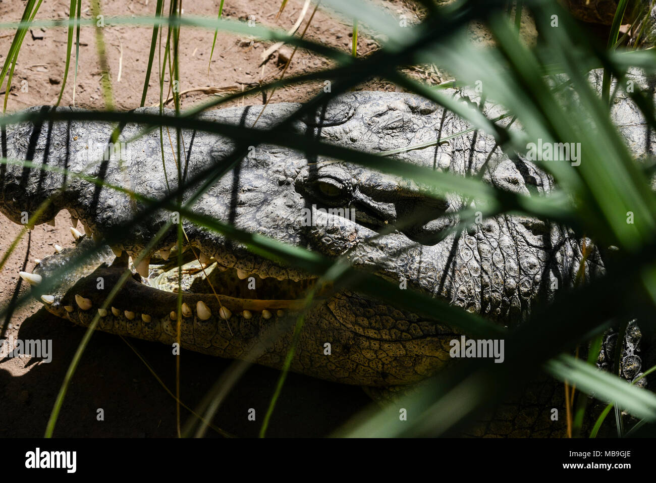 A Nile crocodile (Crocodylus niloticus) at Cango Wildlife Ranch, South ...