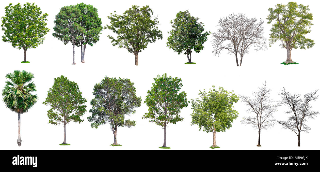 big coolection tree isolated on white background Stock Photo - Alamy