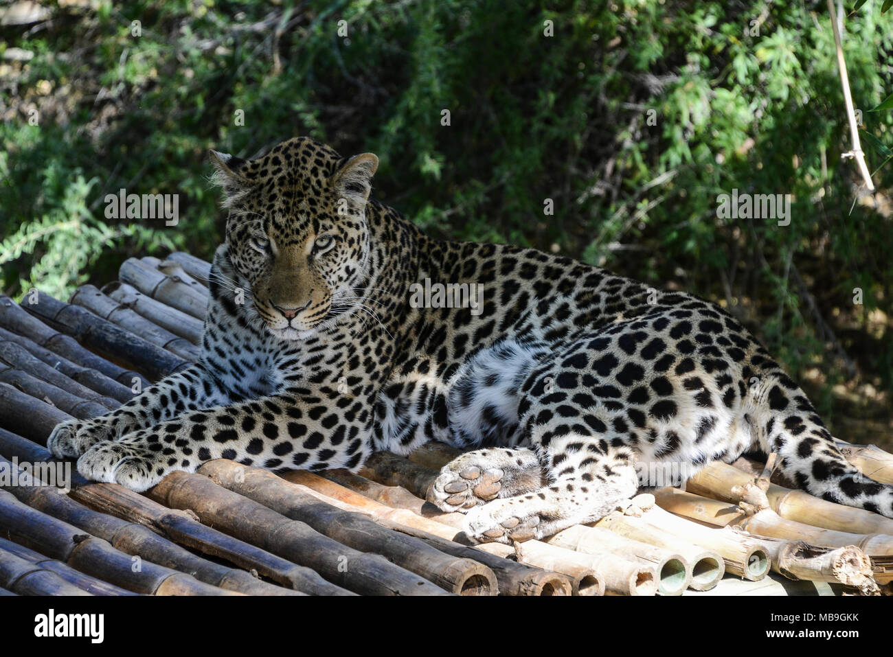 South africa cango wildlife ranch hi-res stock photography and images ...