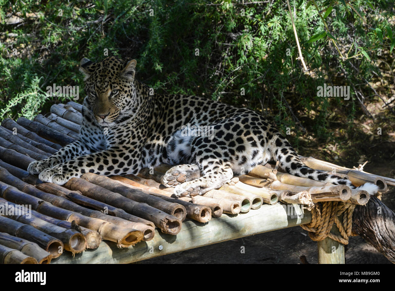 A leopard (Panthera pardus) at Cango Wildlife Ranch, South Africa Stock ...