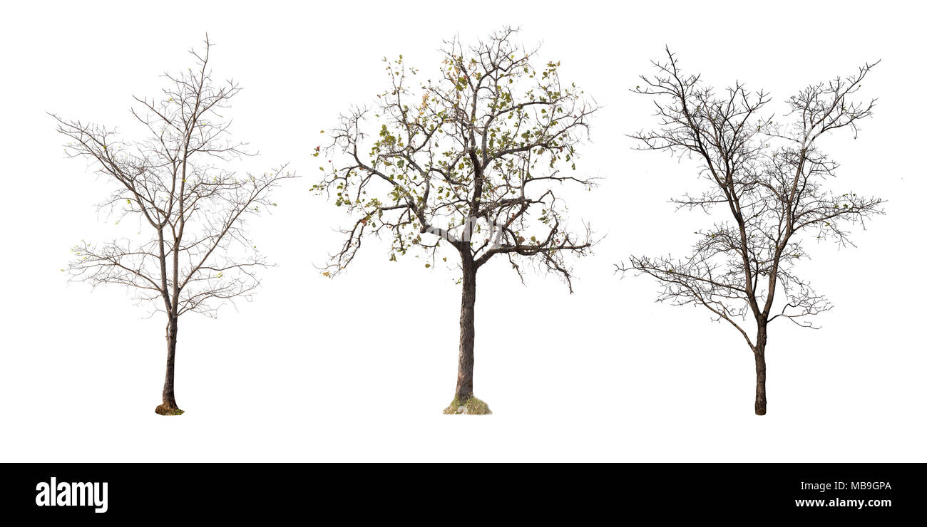 collection isolated tree without leaf Stock Photo - Alamy