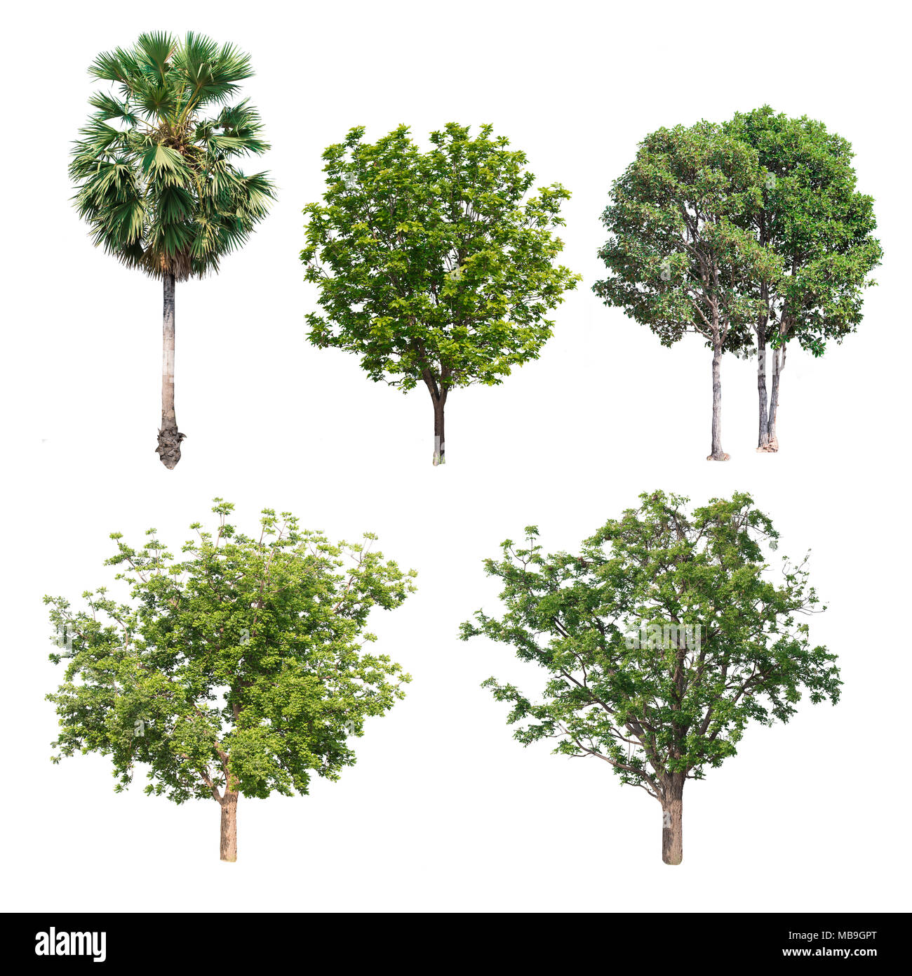 collection tree isolated on white background Stock Photo - Alamy