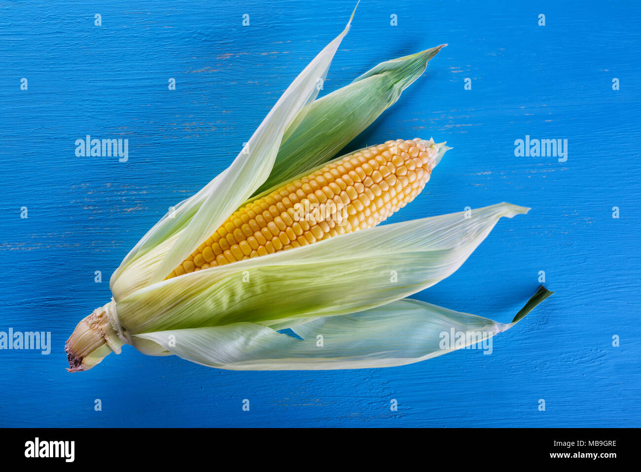 Yellow ripe corn on a blue background Stock Photo - Alamy