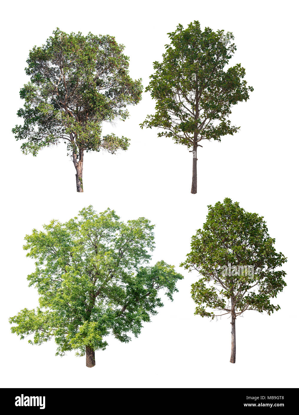 collection tree isolated on white background Stock Photo - Alamy