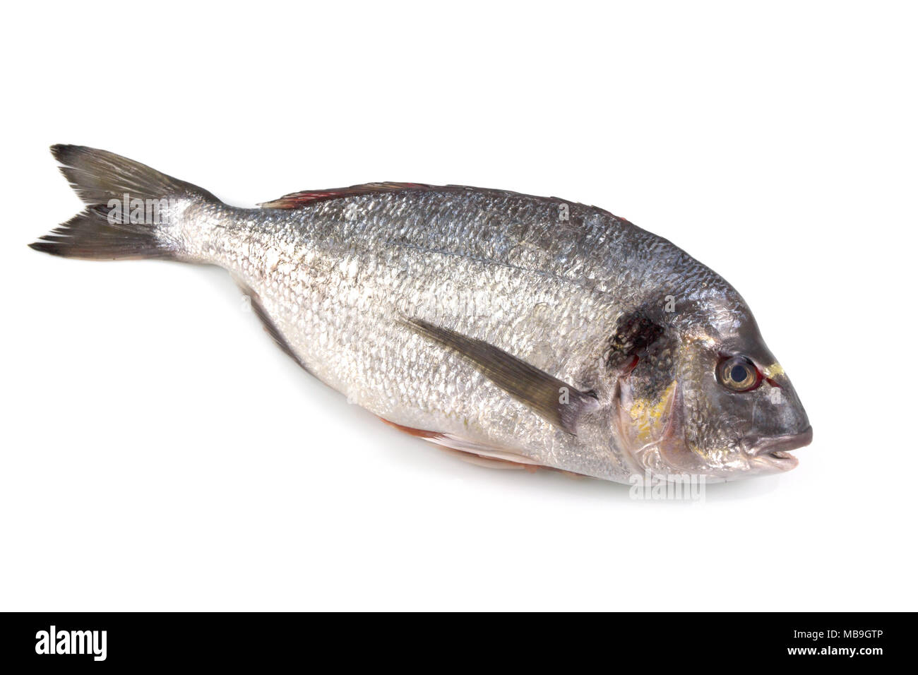 Fresh raw fish isolated on white background, with a clipping path top ...