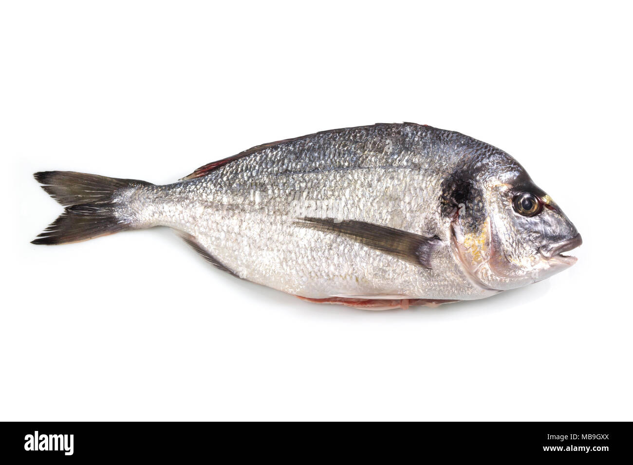 Fresh raw sea bream fish isolated on white background. Healthy food ...