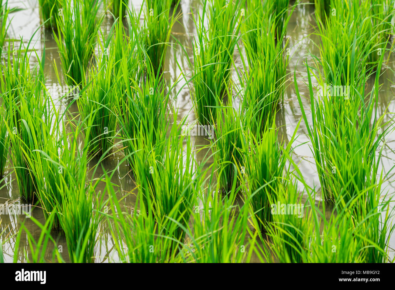 Asia green rice field hi-res stock photography and images - Alamy