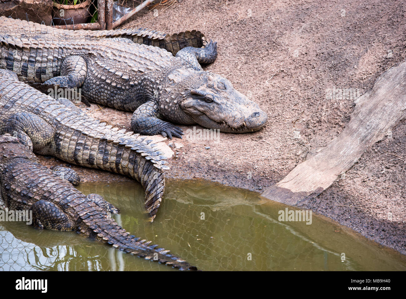 crocodile in zoo Stock Photo - Alamy