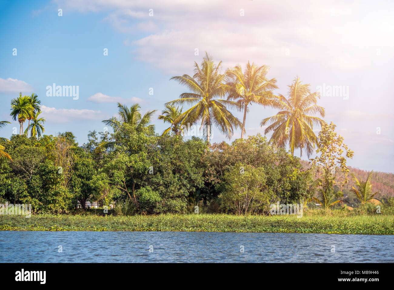palm tree side of river with blue sky Stock Photo - Alamy