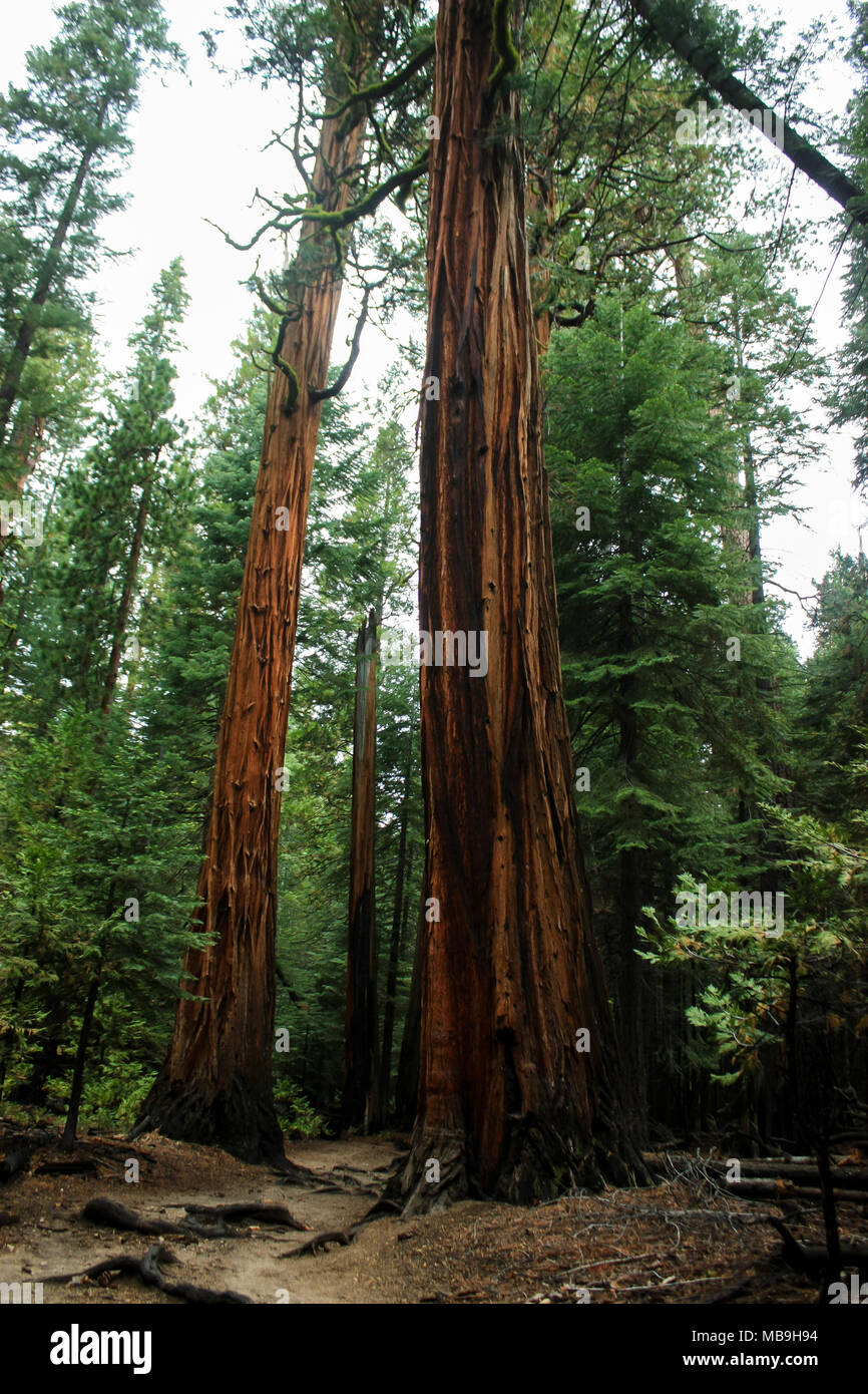Giant sequoia sapling hi-res stock photography and images - Alamy
