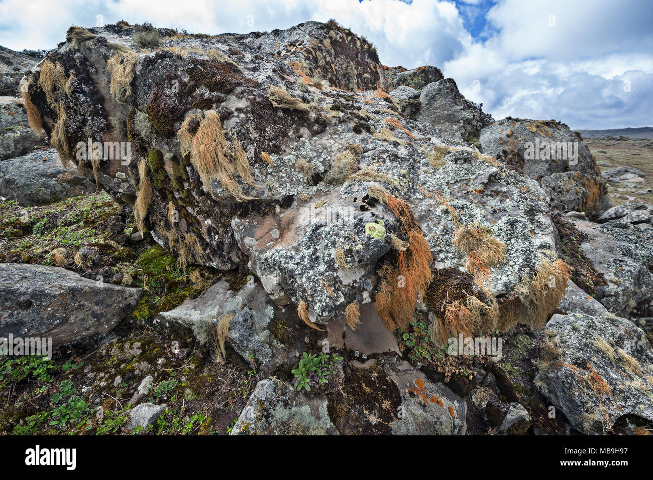 Sanetti plateau, Ethiopia Stock Photo - Alamy