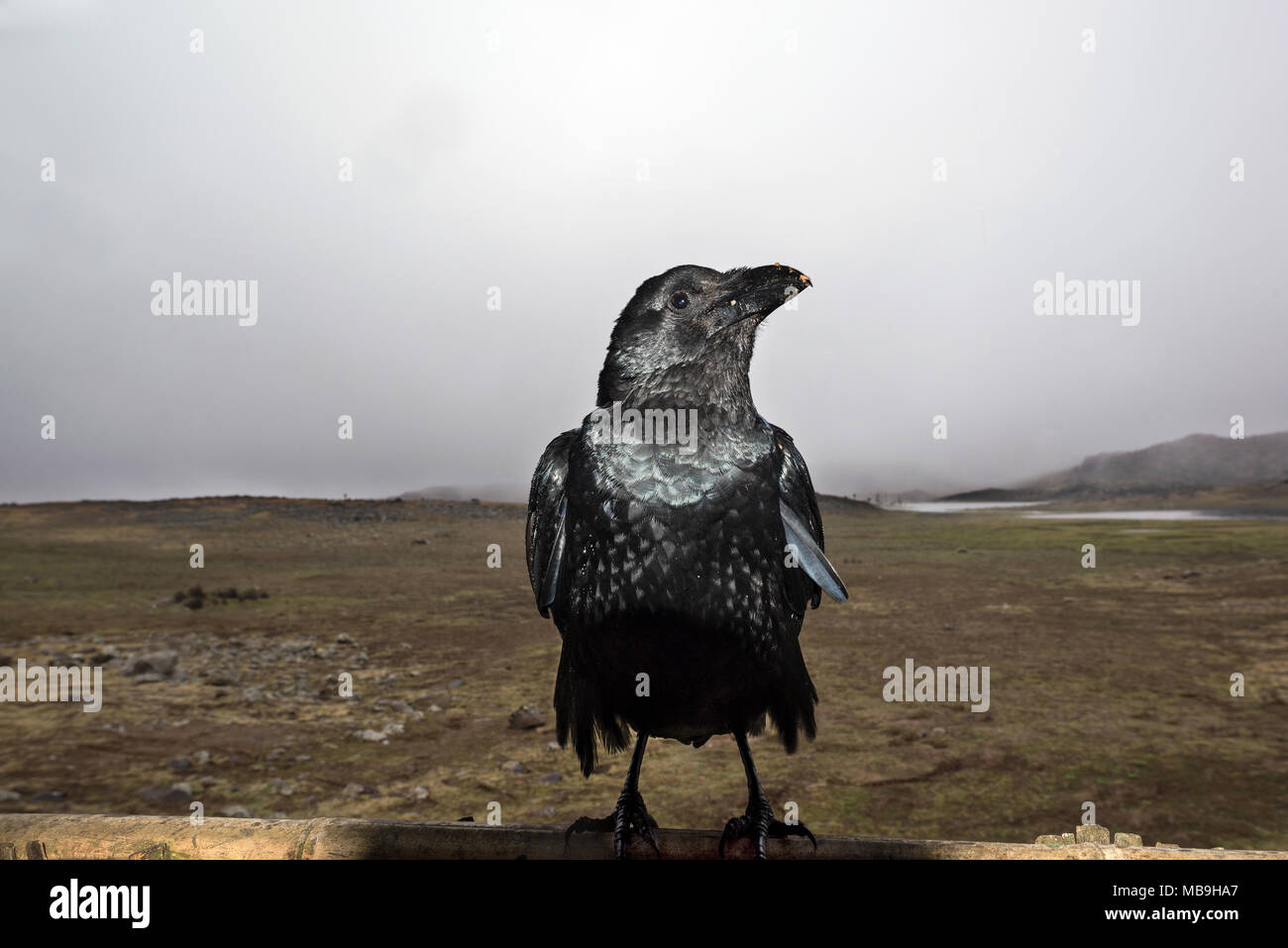Fan-tailed Raven (Corvus rhipidurus Stock Photo - Alamy