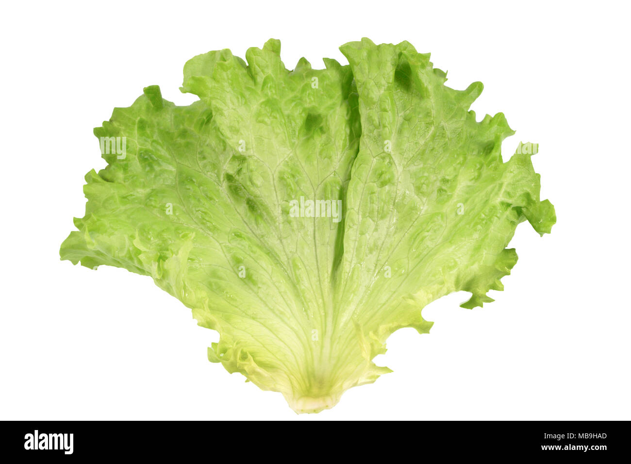 Slices Of Lettuce Leaves